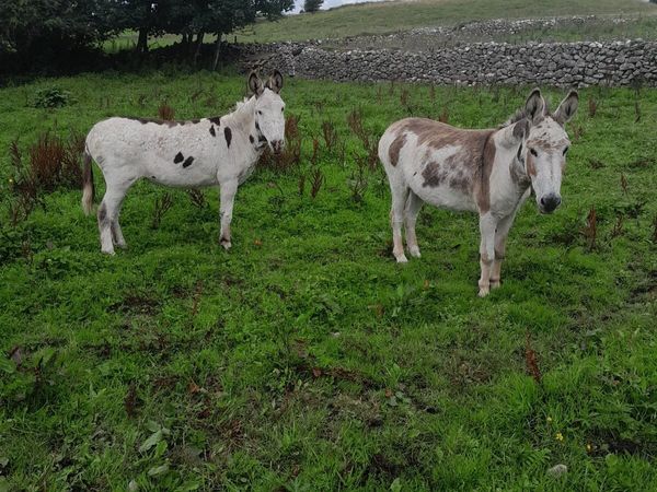 Donkeys Ads For Sale in Ireland | DoneDeal