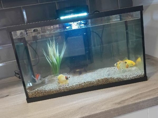 fish tank filter spray bar | 307 All Sections Ads For Sale in Ireland ...