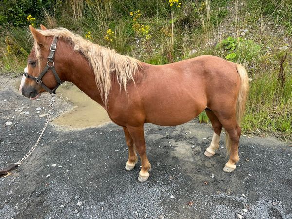 teaser pony | 4 All Sections Ads For Sale in Ireland | DoneDeal