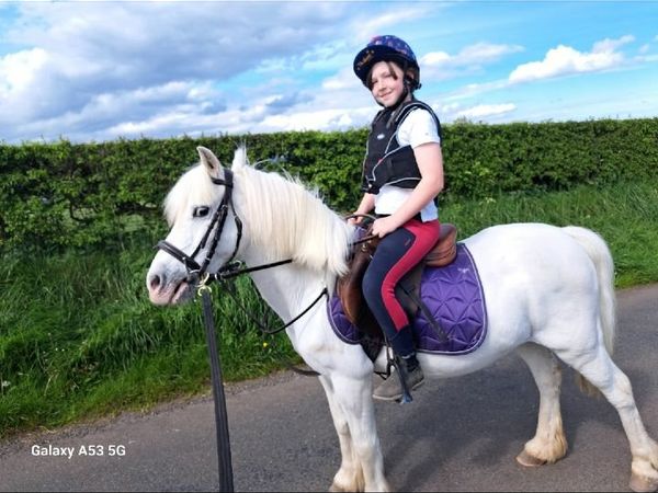 my little pony classic | 31 All Sections Ads For Sale in Ireland | DoneDeal