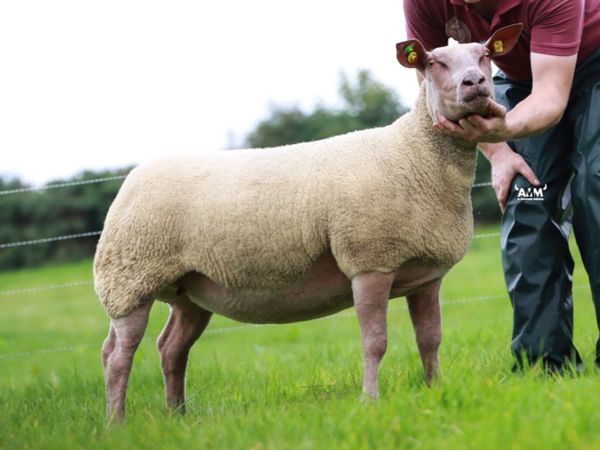 Hogget ewes with lamb for sale in Co. Cavan for €350 on DoneDeal