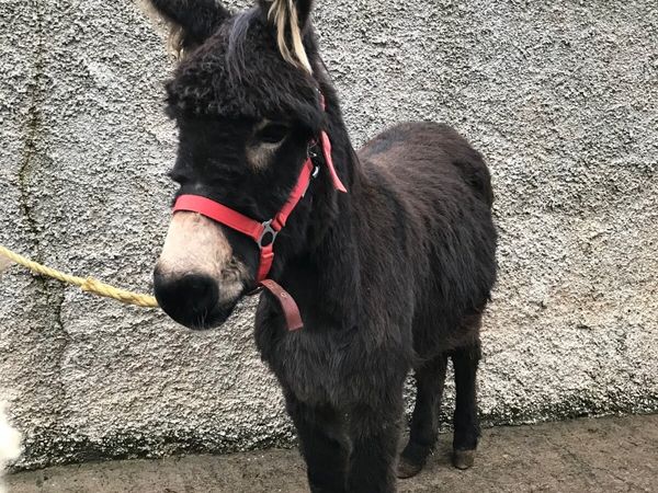 Great | 1 Donkeys Ad For Sale in Ireland | DoneDeal