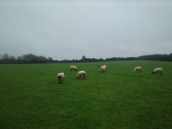 8ft x4ft Sheep Slats for sale in Co. Tyrone for €0 on DoneDeal