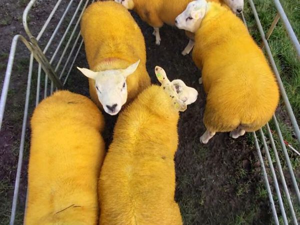 8ft x4ft Sheep Slats for sale in Co. Tyrone for €0 on DoneDeal