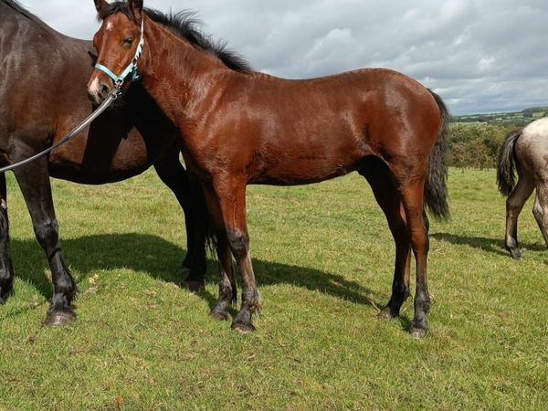 horses for sale in munster | 473 Equine Ads For Sale in Ireland | DoneDeal