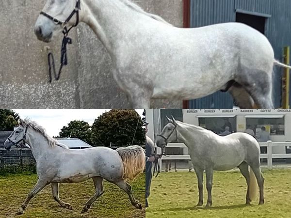 Irish Draught | 84 Horses Ads For Sale in Ireland | DoneDeal