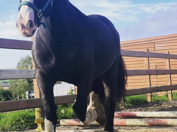 Cobs Ads For Sale in Ireland | DoneDeal