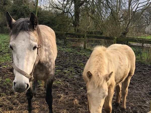 pony | 629 All Sections Ads For Sale in Ireland | DoneDeal