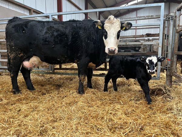 Farming Ads For Sale in ulster | DoneDeal