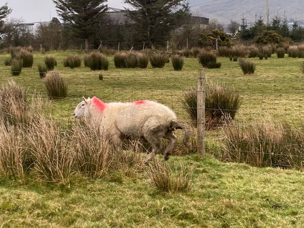 wicklow cheviot ram | 4 All Sections Ads For Sale in Ireland | DoneDeal
