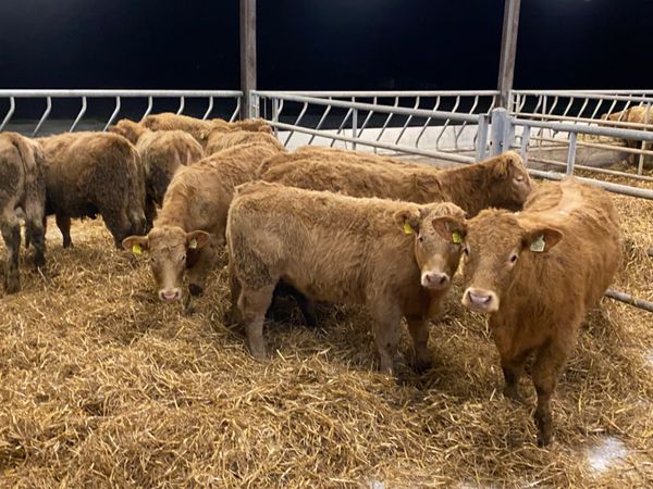 Beef Cattle Ads For Sale in Ireland | DoneDeal