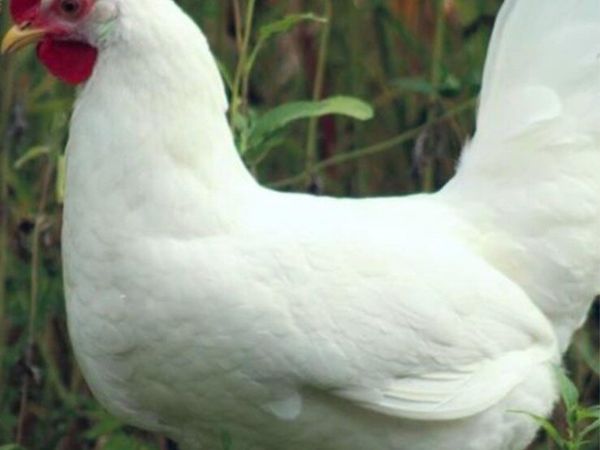 Ballina Mart Tuesday the 8th of July for sale in Co. Galway for €12,345 ...