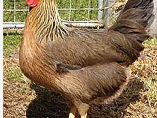 Ballina Mart Tuesday the 15th of April for sale in Co. Galway for € ...