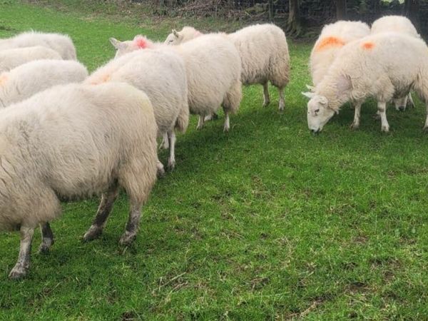 wicklow cheviot ram | 4 All Sections Ads For Sale in Ireland | DoneDeal