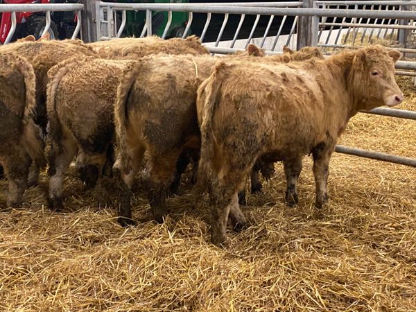 Beef Cattle Ads For Sale in Ireland | DoneDeal
