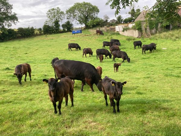 Farming Ads For Sale in ulster | DoneDeal