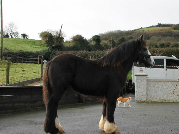 Cobs Ads For Sale in Ireland | DoneDeal