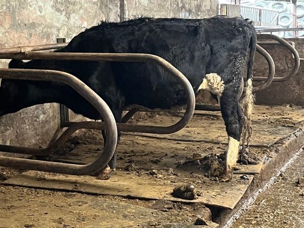 incalf heifers | 50 Dairy Cattle Ads For Sale in Ireland | DoneDeal