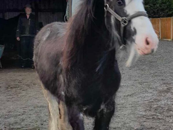 Cobs Ads For Sale in Ireland | DoneDeal