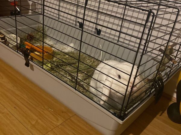 Small Furries Ads For Sale in Ireland | DoneDeal