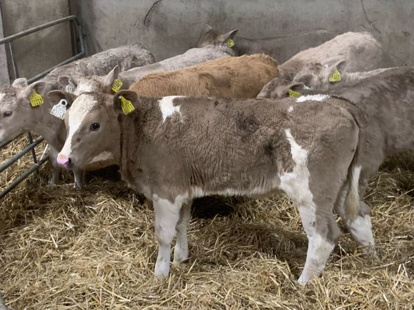 10 Super CH Heifer Calves for sale in Co. Tipperary for €0 on DoneDeal