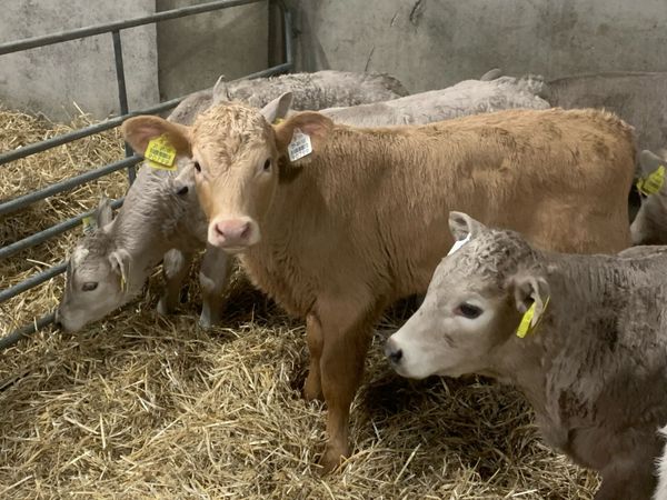10 Super CH Heifer Calves for sale in Co. Tipperary for €0 on DoneDeal