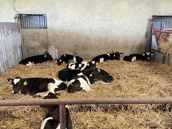 Fr Heifer Calves for sale in Co. Kilkenny for €2 on DoneDeal
