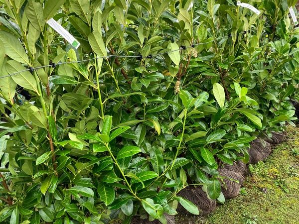 Bare root Laurel hedging for sale in Co. Louth for €3 on DoneDeal