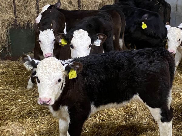 12 Serious 6/10 Week Old AA & HE Heifer Calves for sale in Co ...