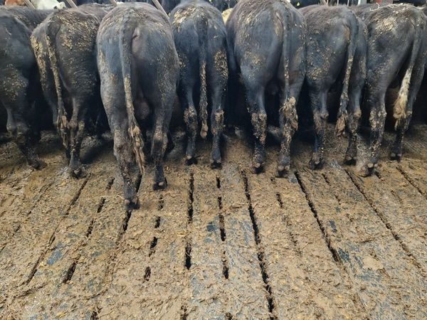 45 angus bulls for sale in Co. Sligo for €0 on DoneDeal