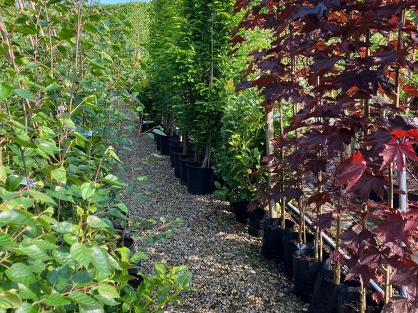 Laurel Hedging for sale in Co. Louth for €4 on DoneDeal