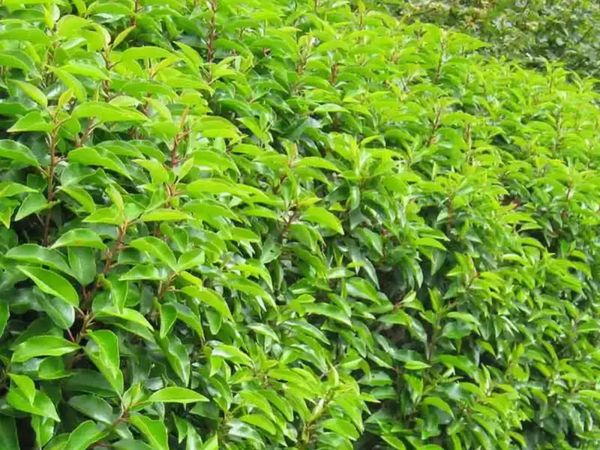Griselinia, Laurel, Red robin fast growing hedge!! for sale in Co ...