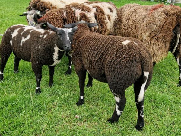 Organic Dutch Spotted Rams for sale in Co. Laois for €500 on DoneDeal
