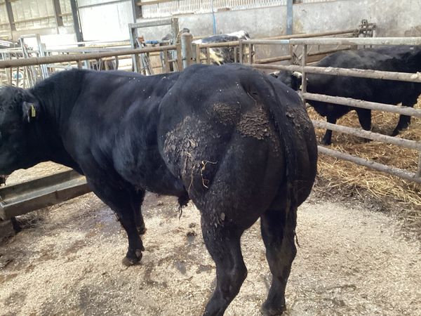 Hybrid Bull for sale in Co. Down for £2,500 on DoneDeal