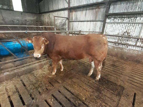 Ai straws for sale in Co. Galway for €123 on DoneDeal