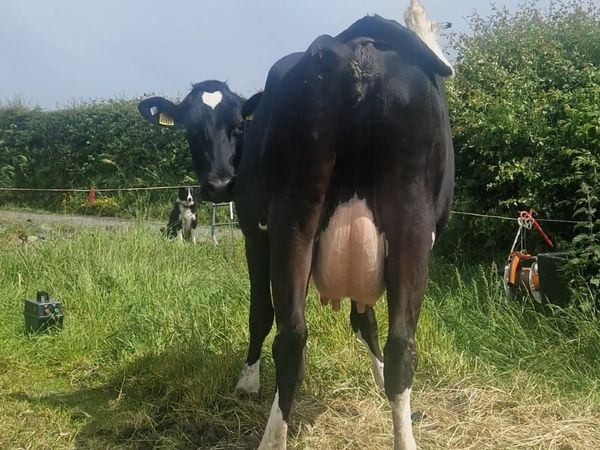 In-calf cow and heifer for sale for sale in Co. Cavan for €1,300 on ...