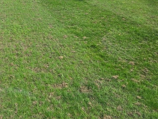 Reseeding/ Grass stitching for sale in Co. Meath for €45 on DoneDeal