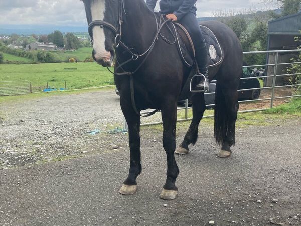 Cobs Ads For Sale in Ireland | DoneDeal