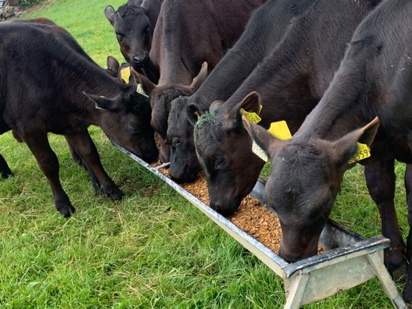 8 Quality AA Heifer Runners for sale in Co. Mayo for €420 on DoneDeal