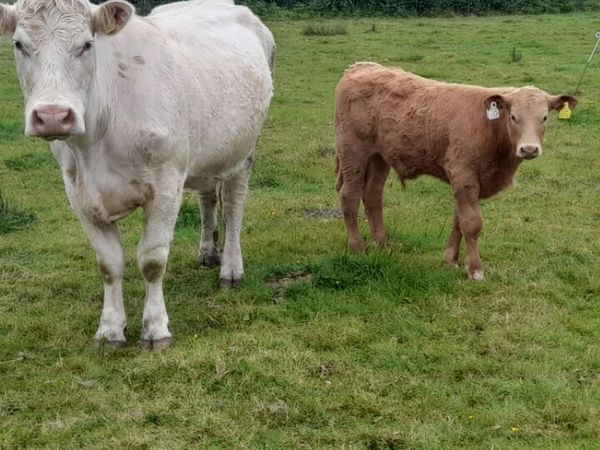 Cows with calfs, athenry mart for sale in Co. Galway for €1,234 on DoneDeal