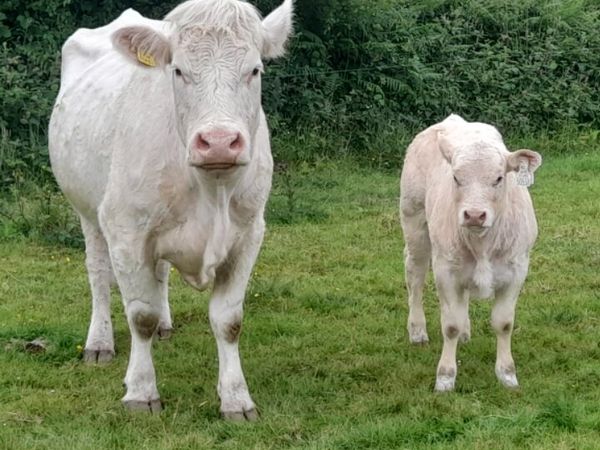 Cows with calfs, athenry mart for sale in Co. Galway for €1,234 on DoneDeal