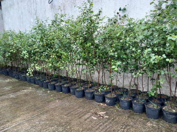 Potted silver birch trees for sale for sale in Co. Wicklow for €50 on ...