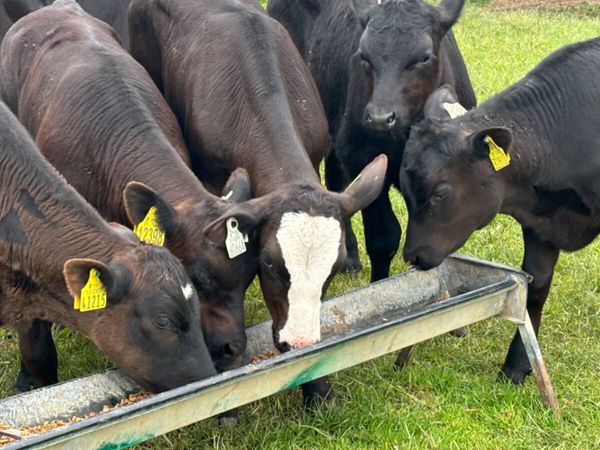 8 Quality Reared AA Bull Runners for sale in Co. Mayo for €425 on DoneDeal