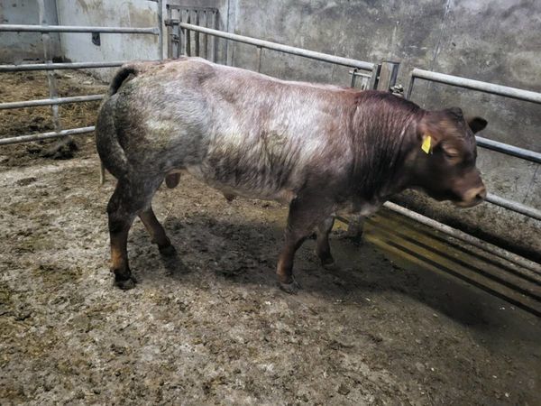 HYBRID BULL for sale in Co. Mayo for €3,500 on DoneDeal