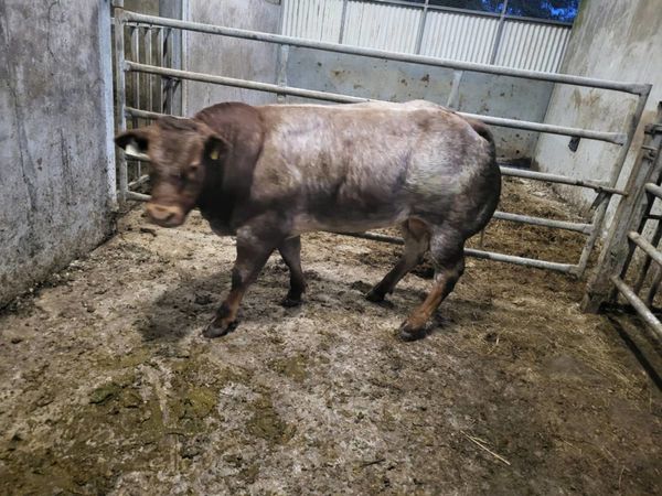 HYBRID BULL for sale in Co. Mayo for €3,500 on DoneDeal