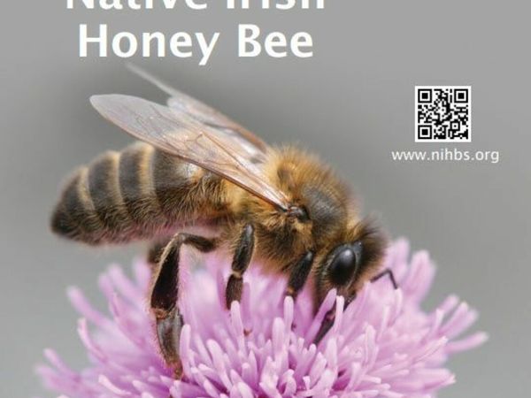 Native Irish Honey Bee Queens price 50-100 euro for sale in Co. Dublin ...
