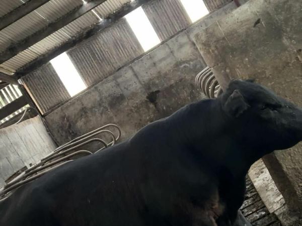 AA BULL for sale in Co. Cork for €1,234 on DoneDeal
