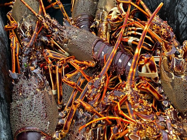 SHELLFISH WANTED TOP price for the live market for sale in Co. Cork for ...