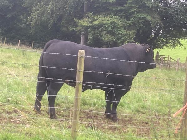 Stabiliser Bull for sale in Co. Antrim for £3,000 on DoneDeal