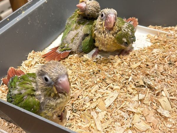 Hand raised Conures for sale in Co. Wicklow for €200 on DoneDeal